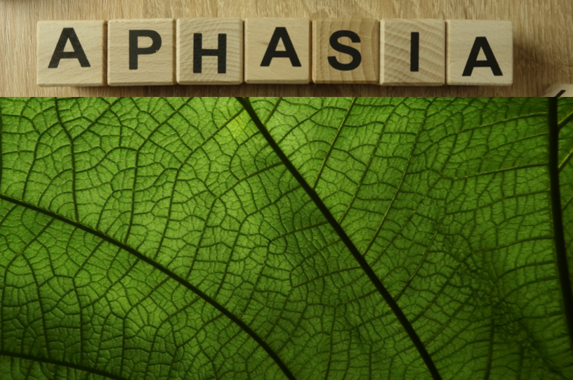 Aphasia and Speech Therapy in Adults after Stroke or Brain Injury